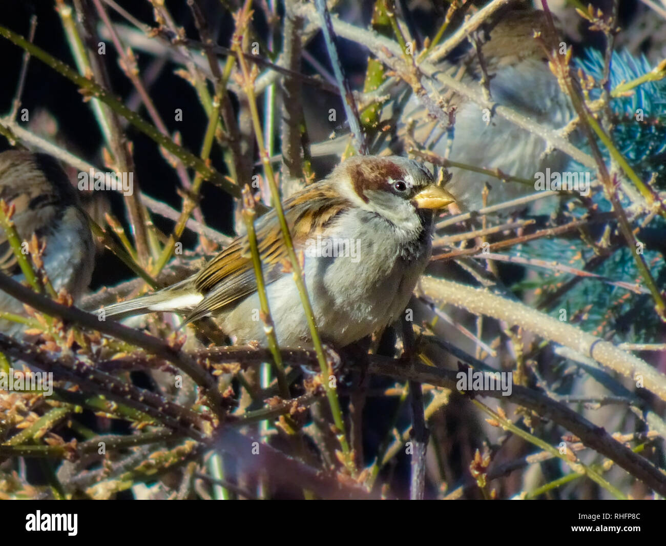 Closeup of a bird nesting in a tree branch Stock Photo - Alamy