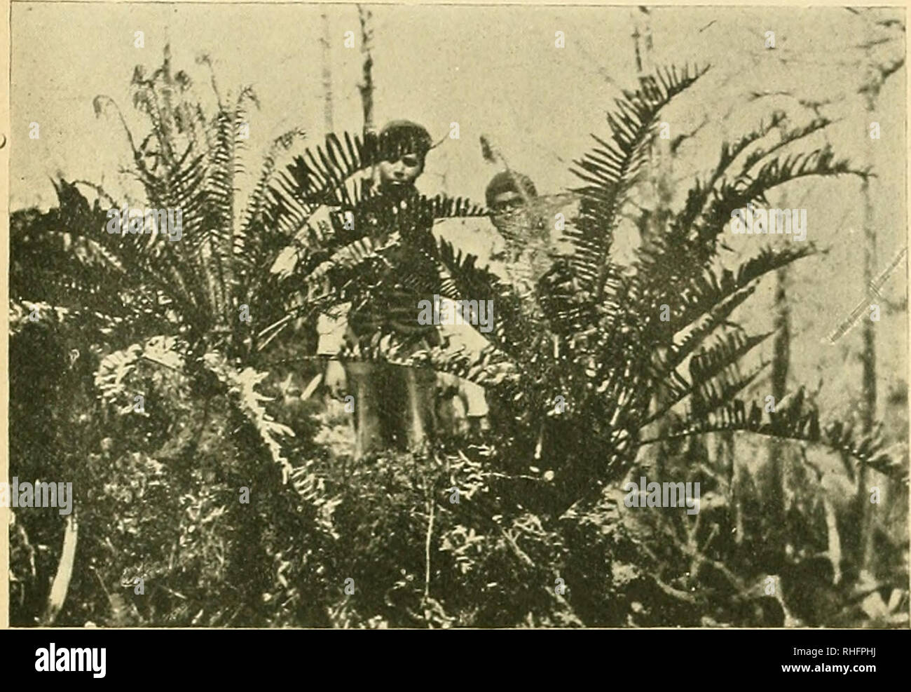Tallo de chile hi-res stock photography and images - Alamy