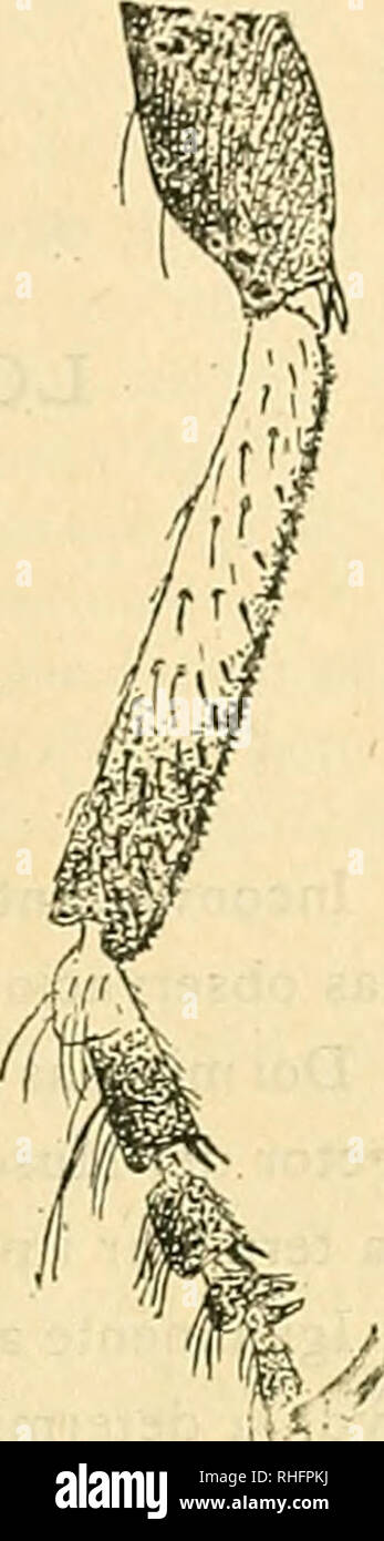 . Boletín del Museo Nacional de Chile. Natural history. Carlos Silva F ...