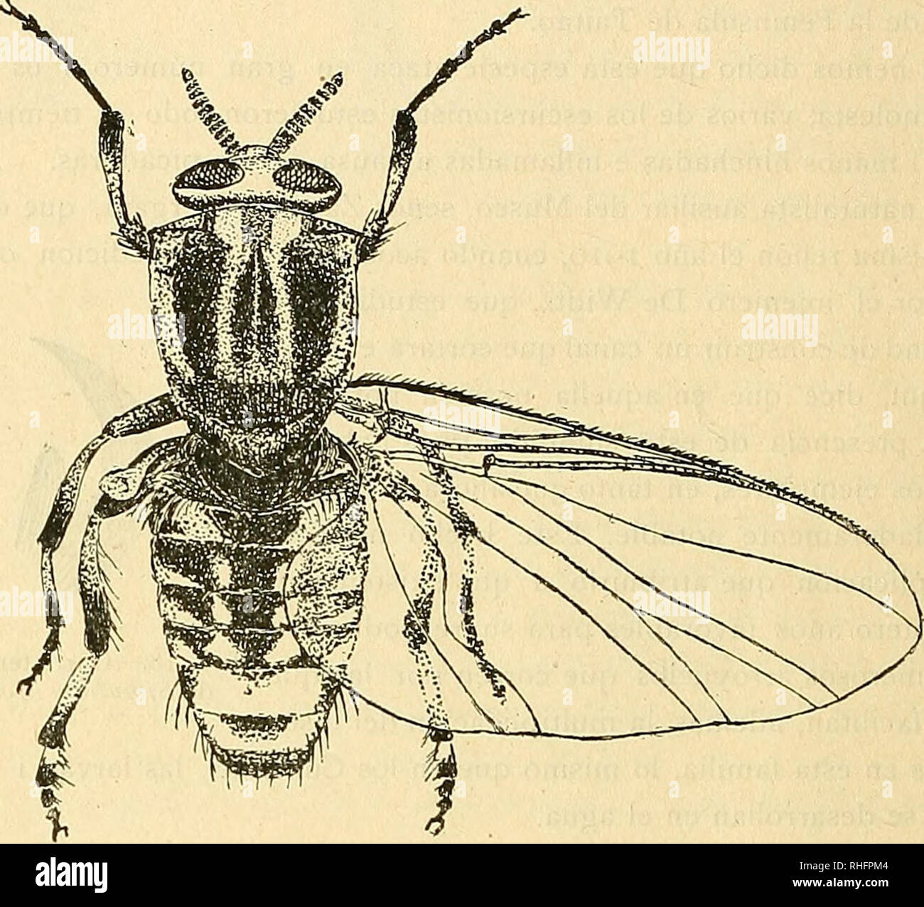 Dibujo gris hi-res stock photography and images - Alamy