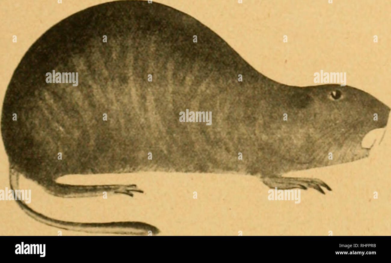 Ctenomys hi-res stock photography and images - Alamy