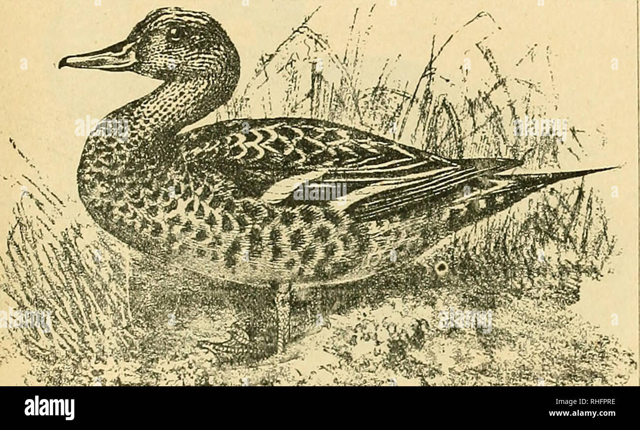 Los patos chile hi-res stock photography and images - Alamy