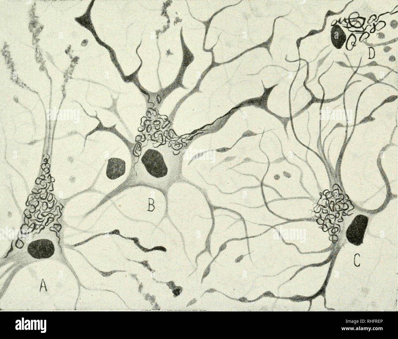 . Boletín de la Sociedad Española de Biología. Biology. Fig. 3 ...