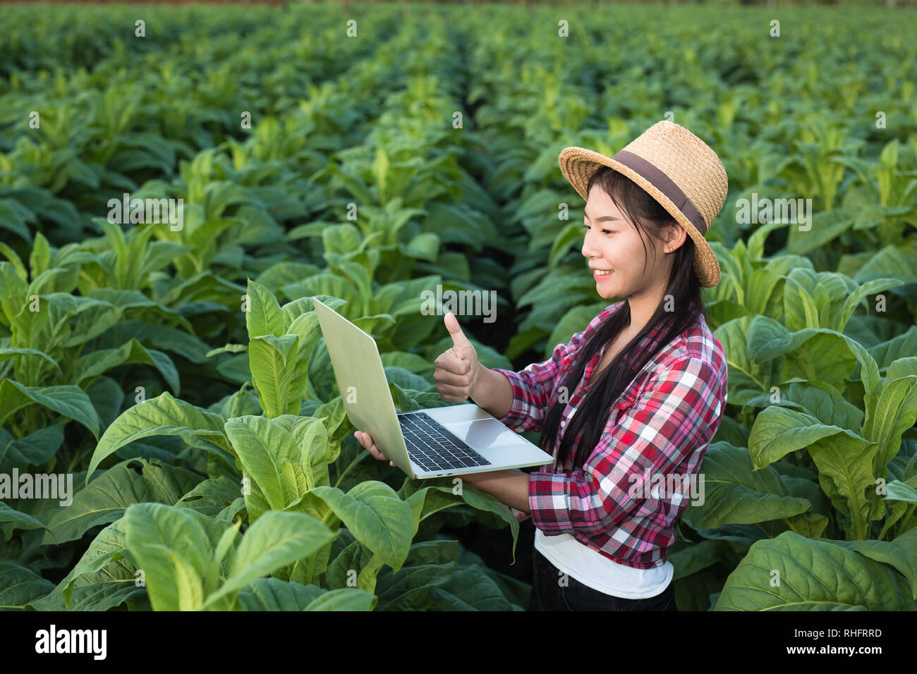 Tobacco fields hi-res stock photography and images - Alamy