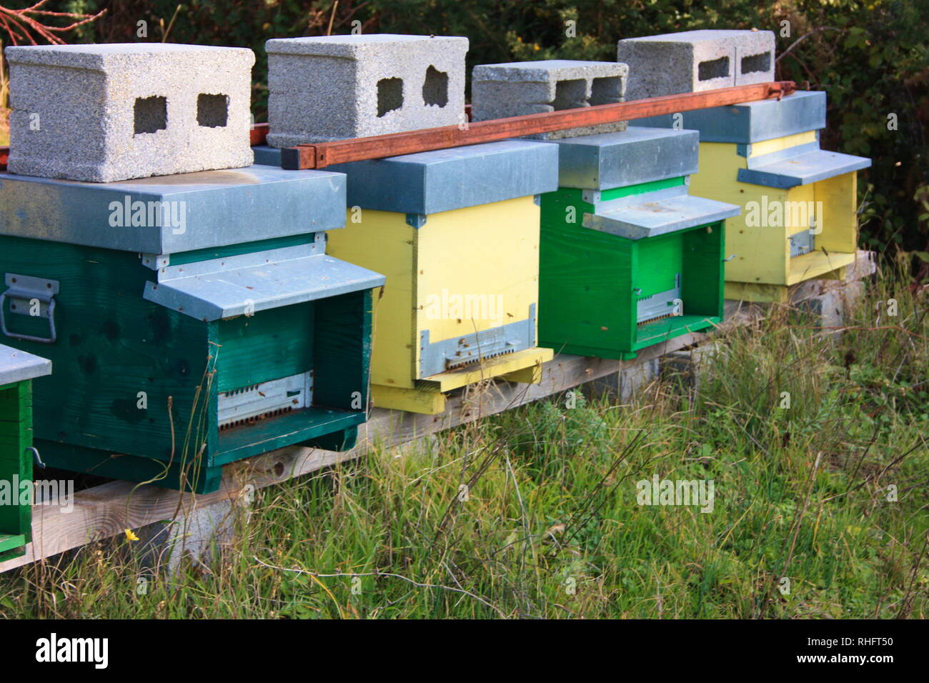 beekeeping. the bees work in the hives where they produce honey, in ...