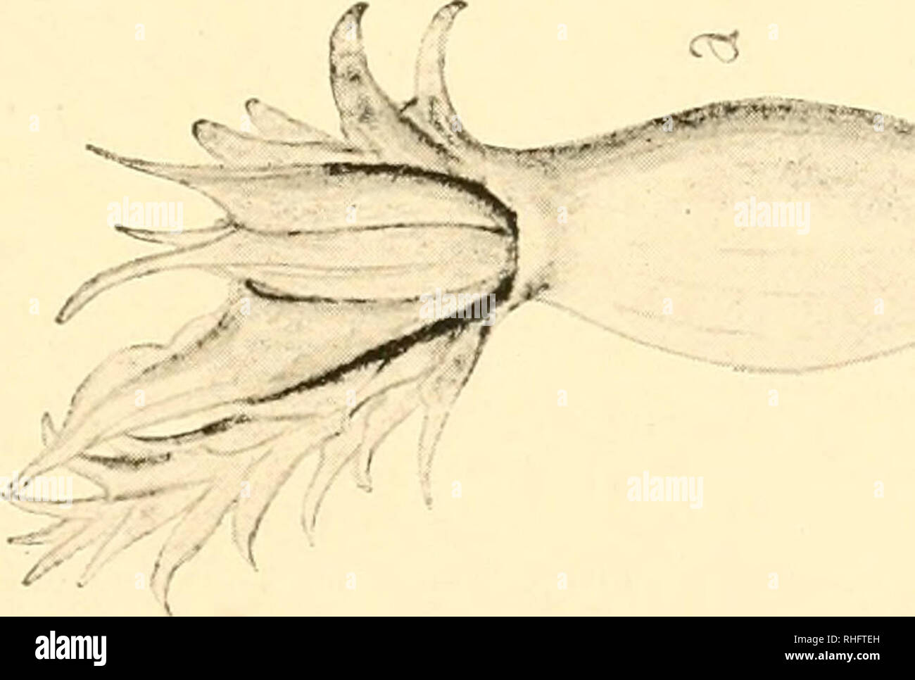 Pedúnculo flor hi-res stock photography and images - Alamy