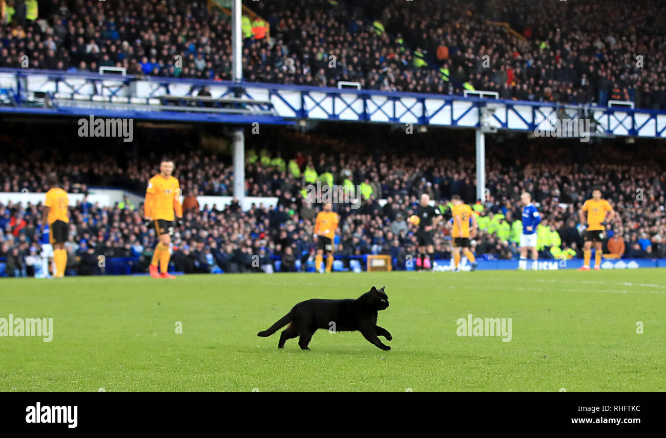 A black cat on the pitch during the Premier League match at Goodison ...