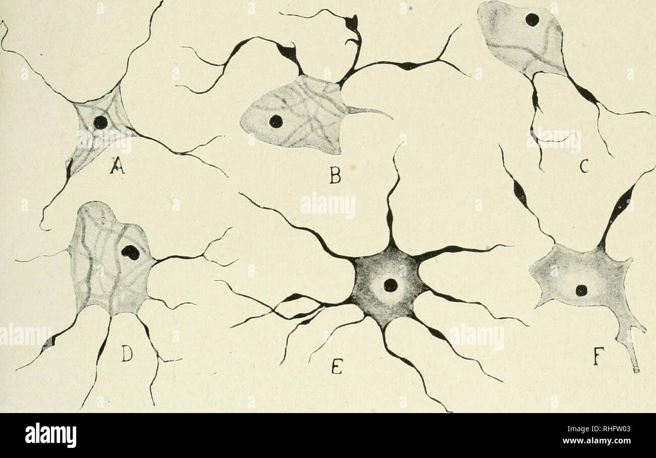 Astrocitos hi-res stock photography and images - Alamy