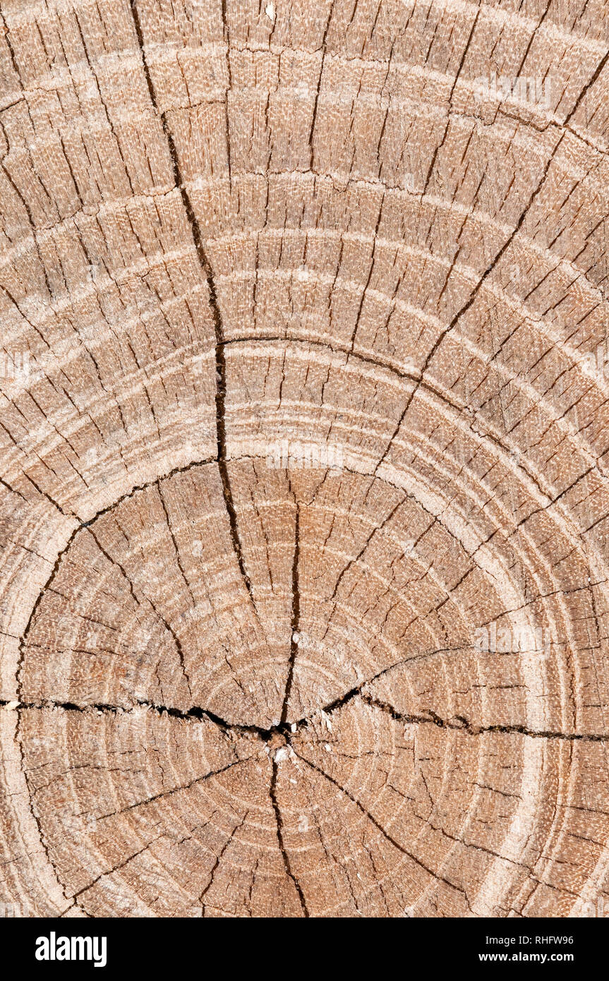 sawn tree trunk Stock Photo - Alamy