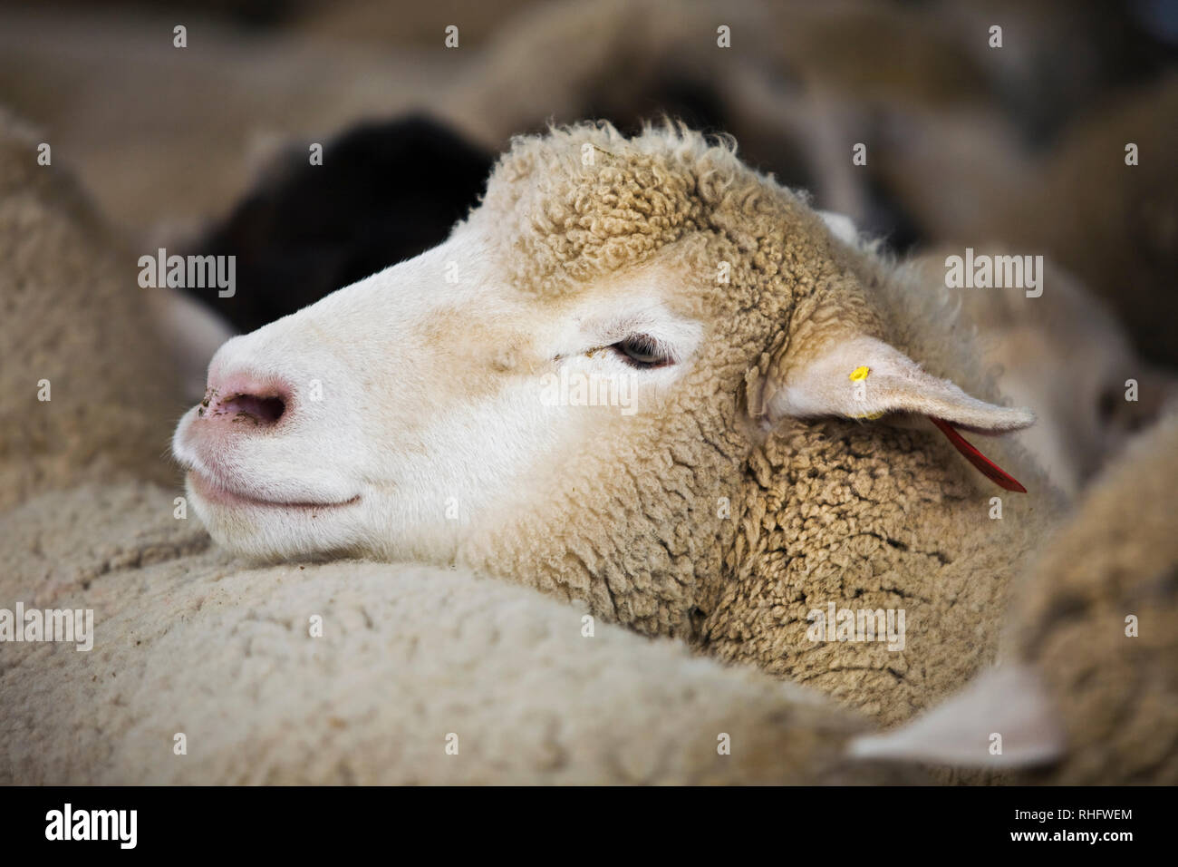 Wooly sheep being shown at the Houston Livestock Show & Rodeo in Texas ...
