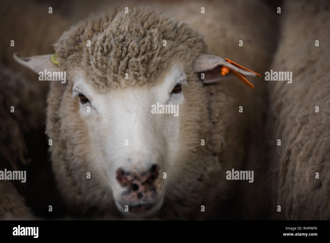 Wooly sheep being shown at the Houston Livestock Show & Rodeo in Texas ...
