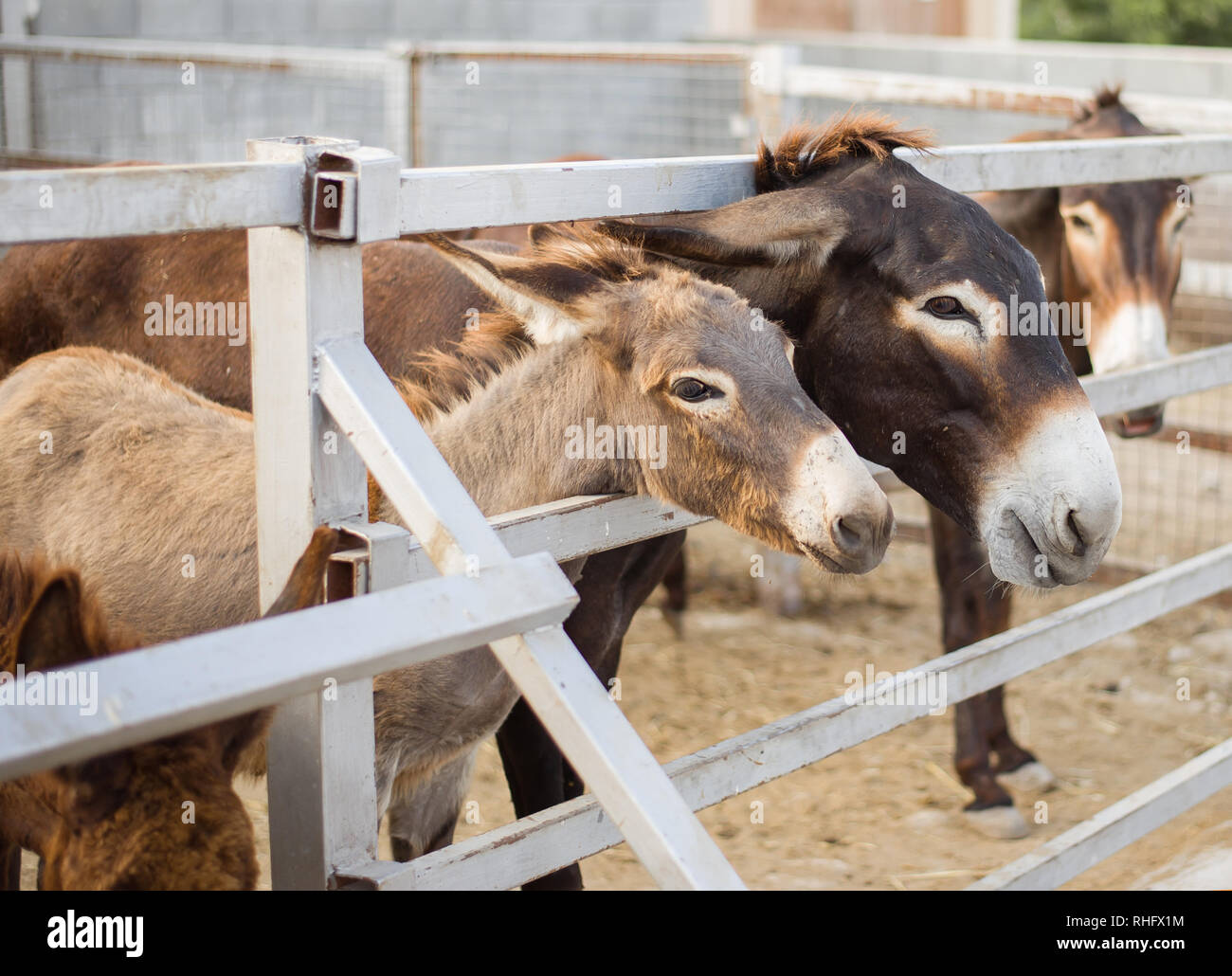 Young beautiful donkeys are standing in the stall behind the fence ...