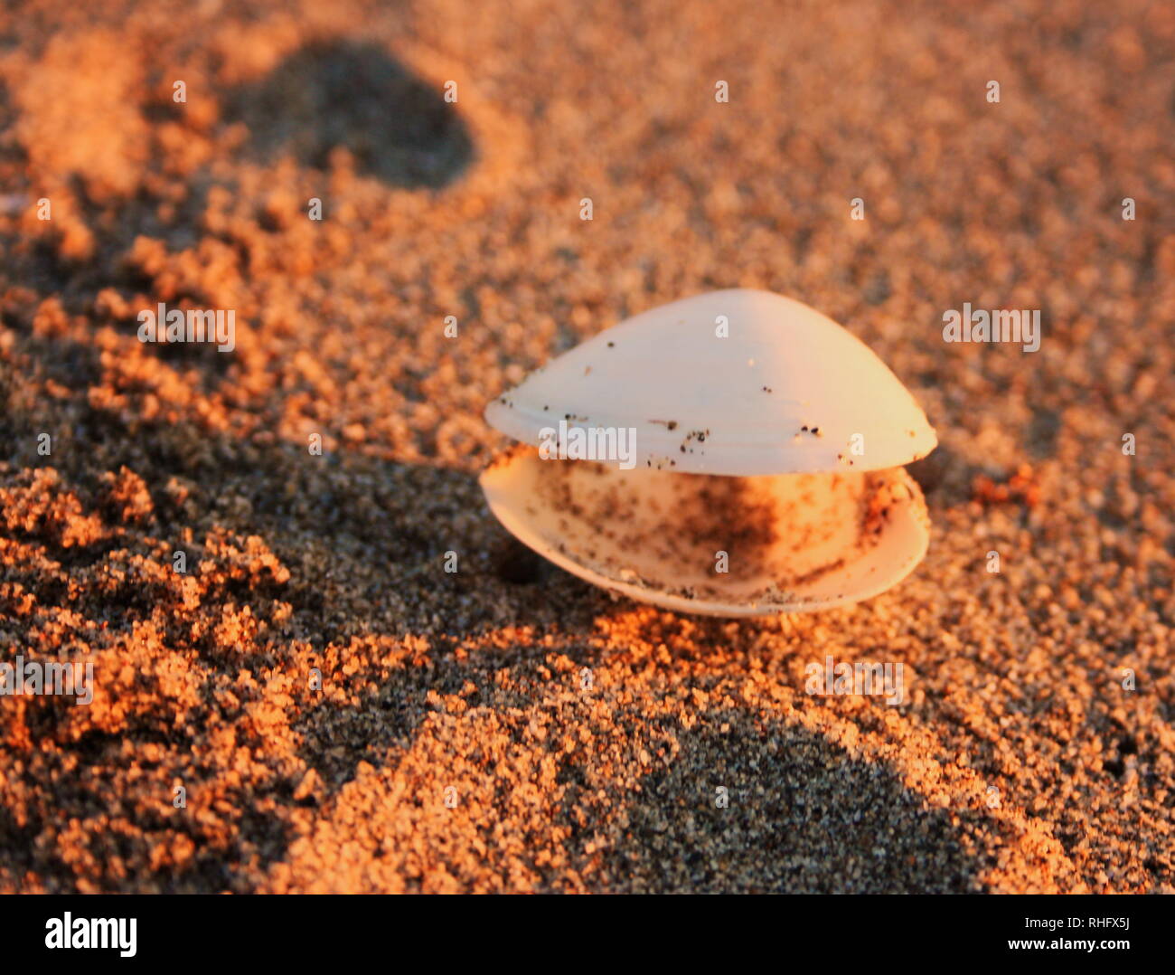 a white shell Stock Photo - Alamy