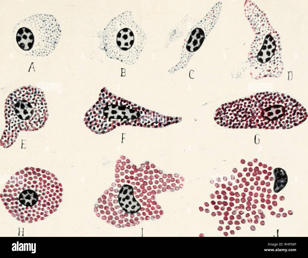 Celulas tipicas hi-res stock photography and images - Alamy