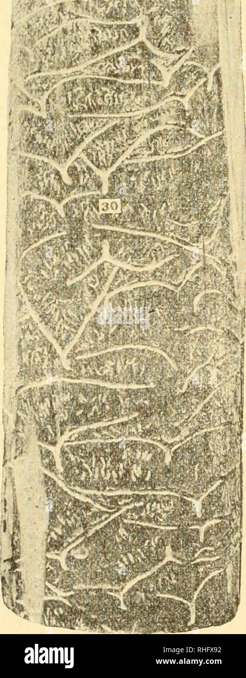 Escala de insectos hi-res stock photography and images - Alamy