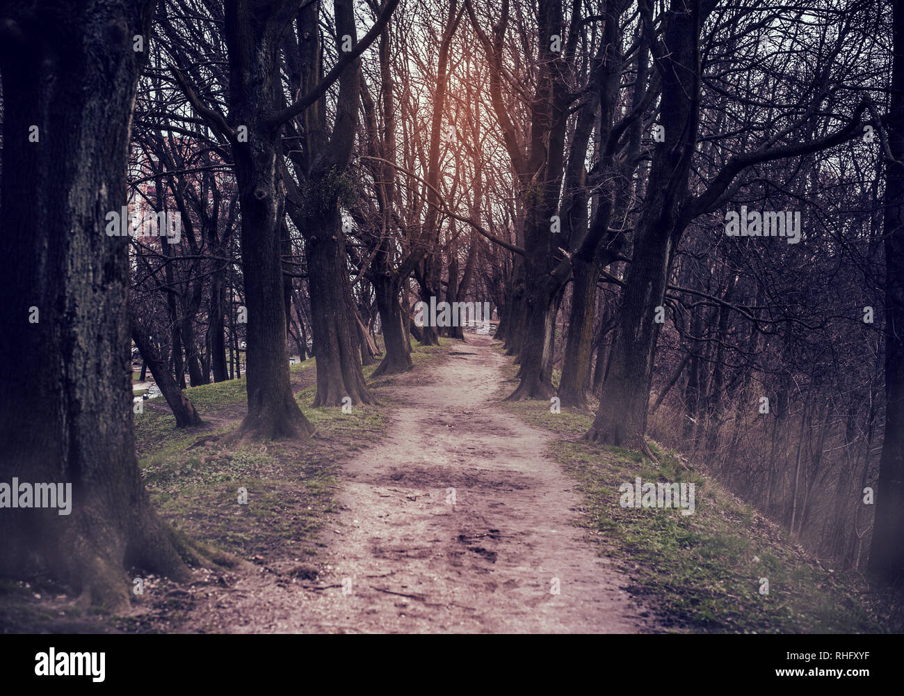 The trodden path in a mysterious mystical place among the tall old ...