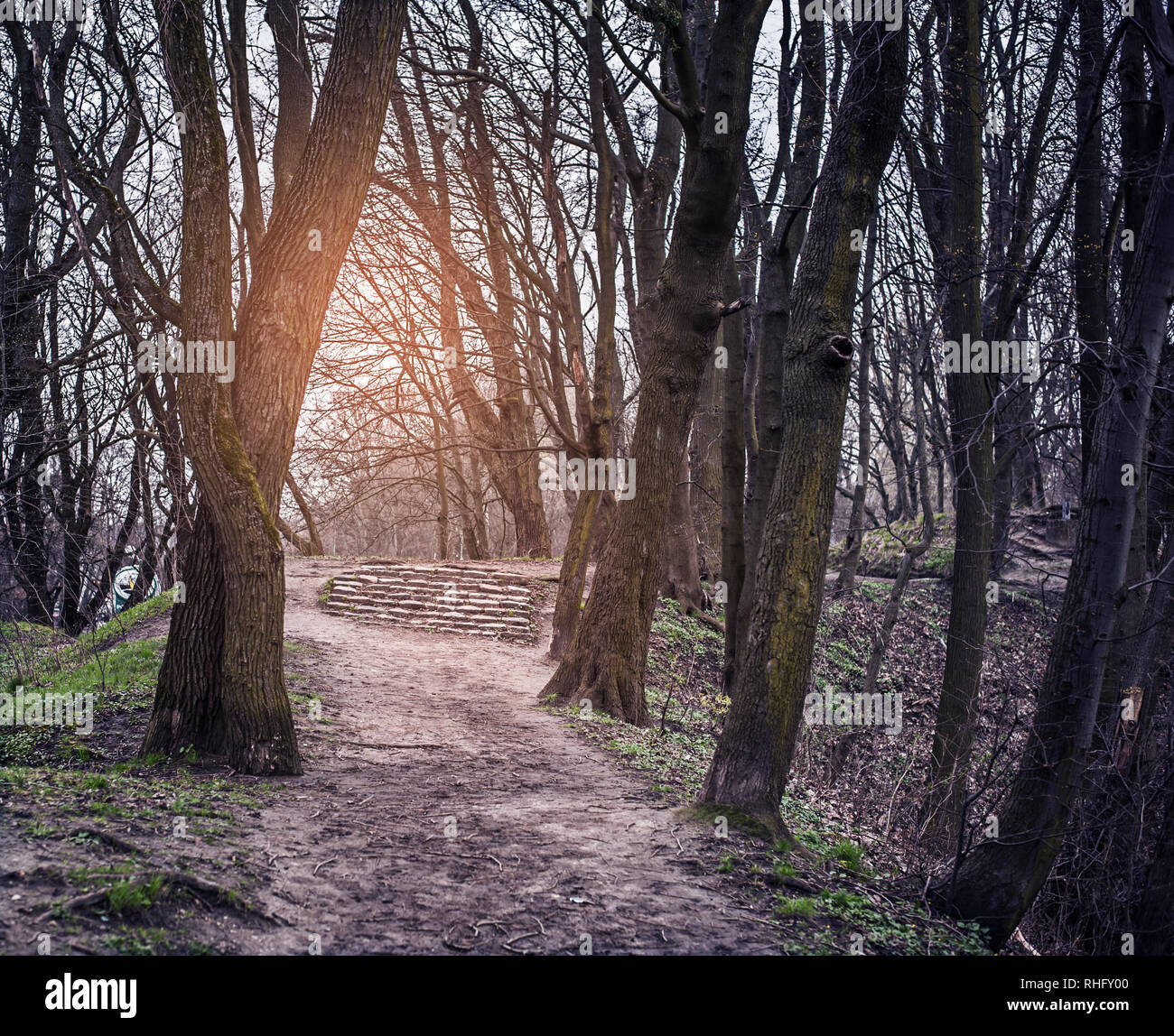The trodden path in a mysterious mystical place among the tall old ...