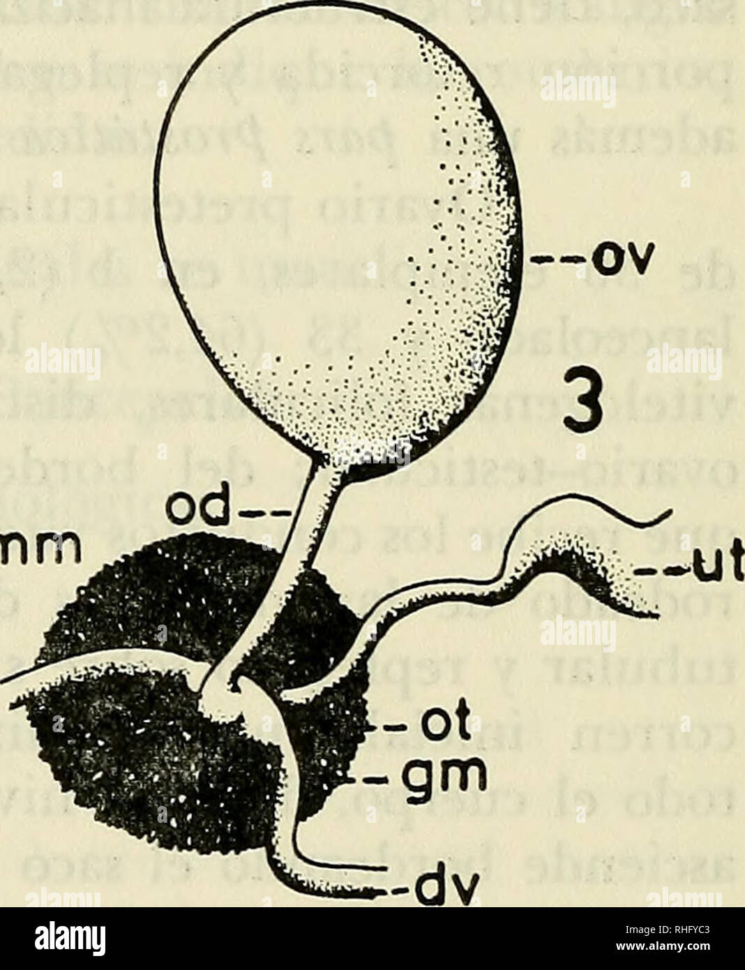 Oviducto hi-res stock photography and images - Alamy