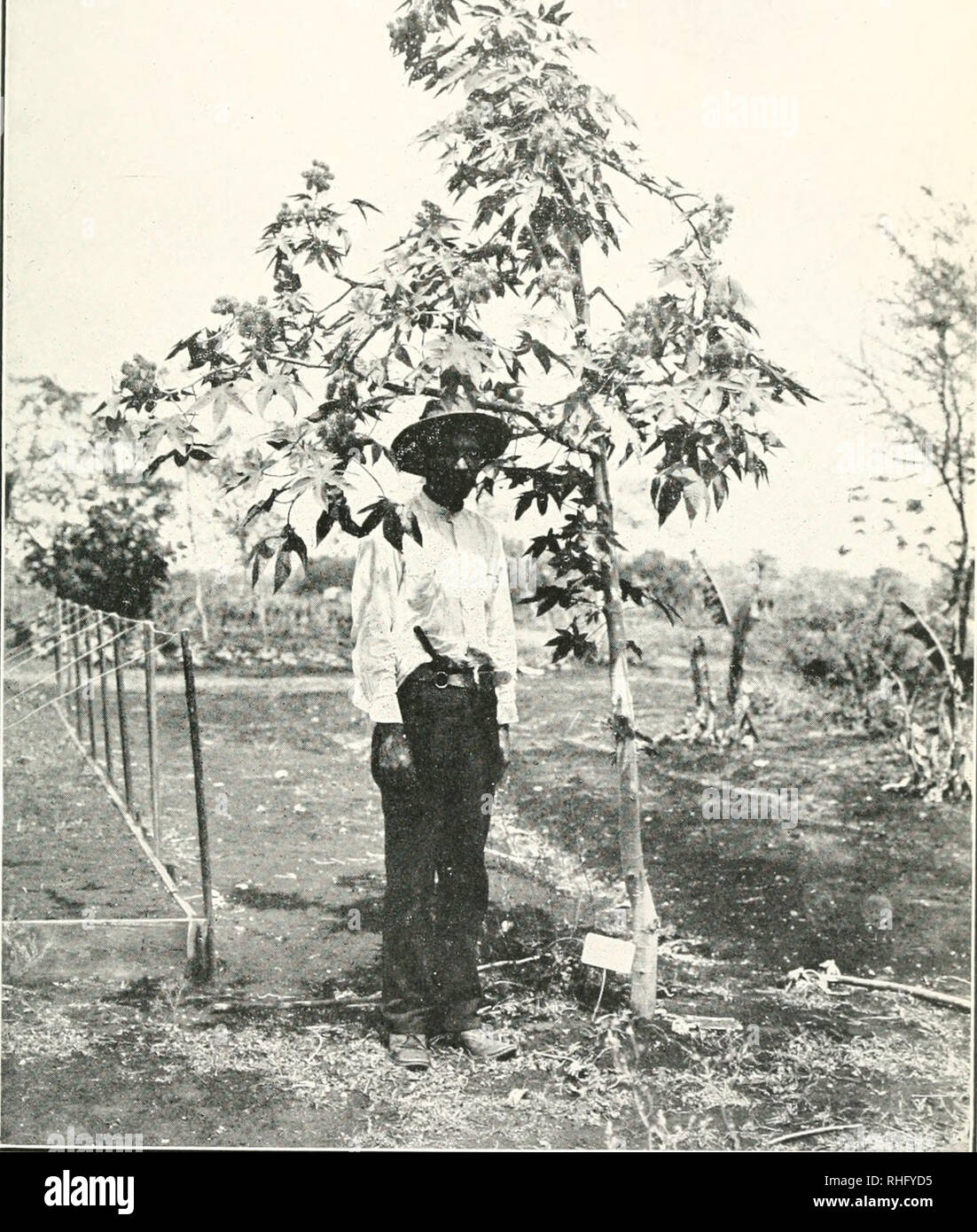 Higuereta hi-res stock photography and images - Alamy