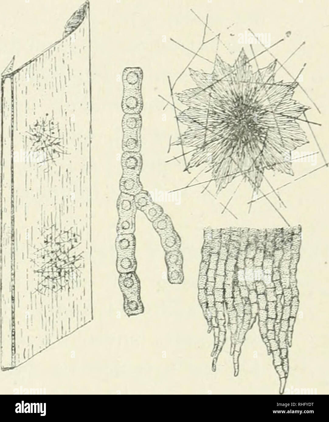 . Boletín. Science. MYCETES septa- tae achroae. Hab. Sobre ambas caras ...
