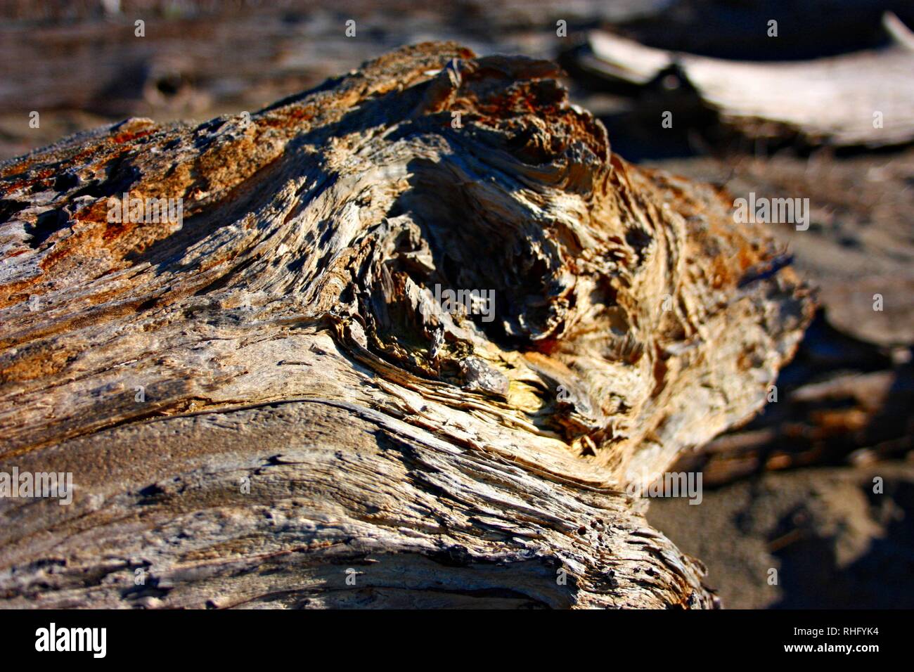 pieces of wood logs at the beach at the sea Stock Photo - Alamy