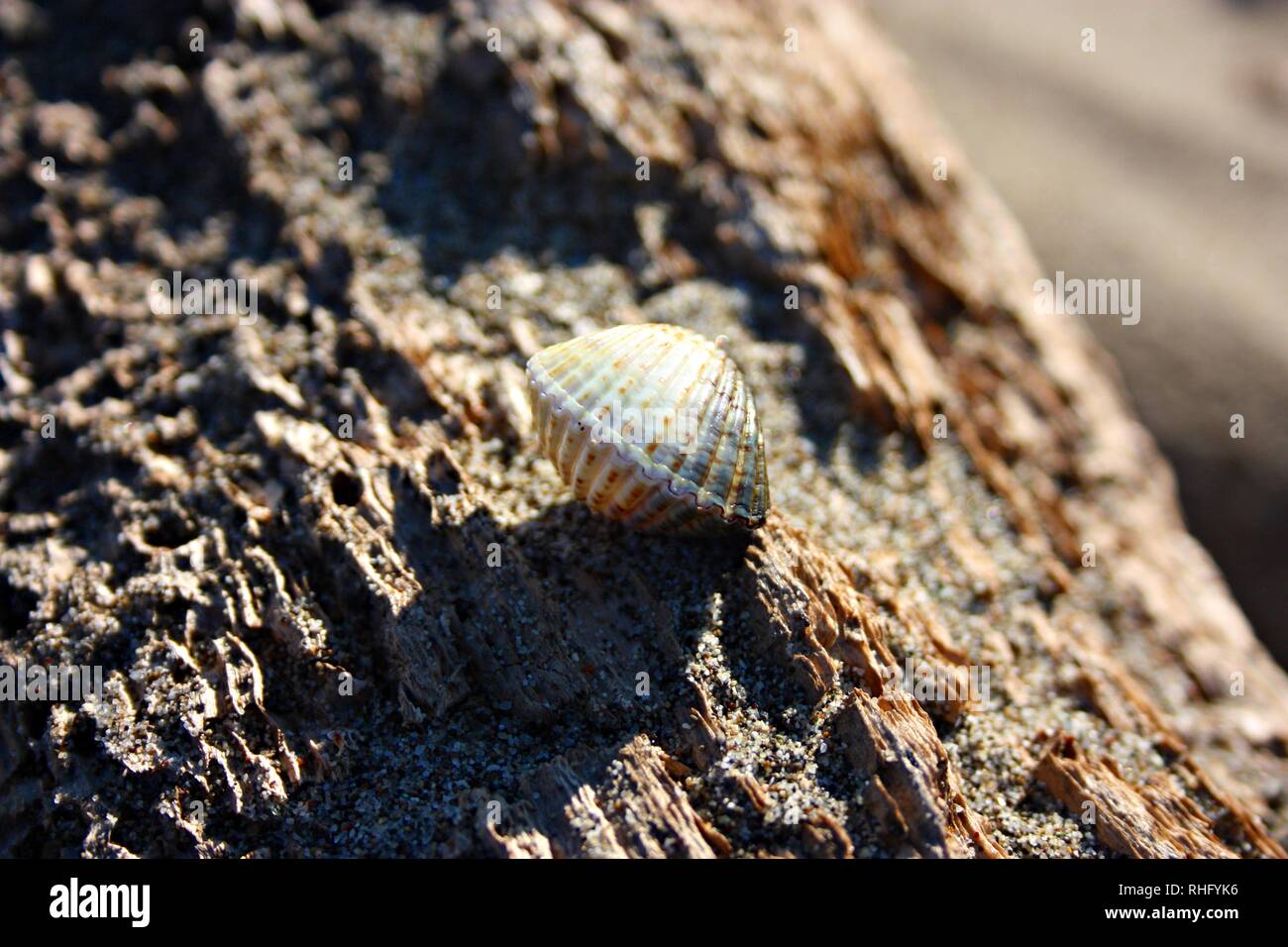 pieces of wood logs at the beach at the sea Stock Photo - Alamy