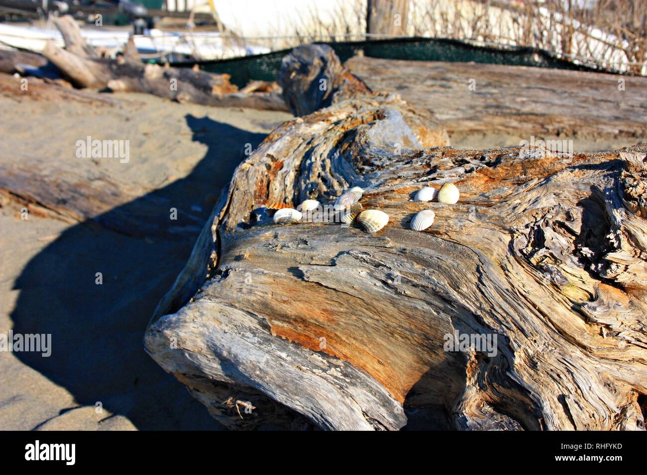 pieces of wood logs at the beach at the sea Stock Photo - Alamy