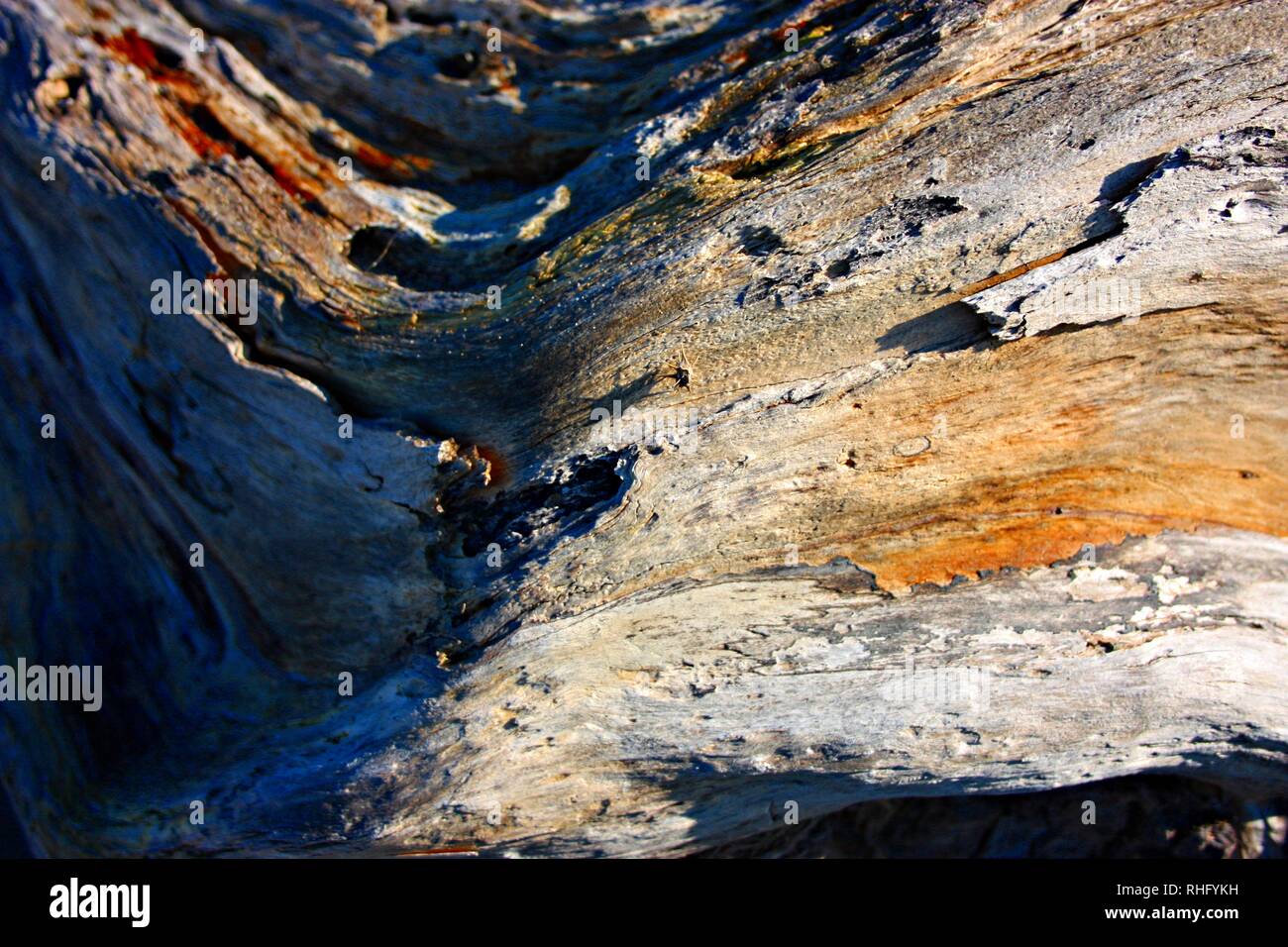 pieces of wood logs at the beach at the sea Stock Photo - Alamy