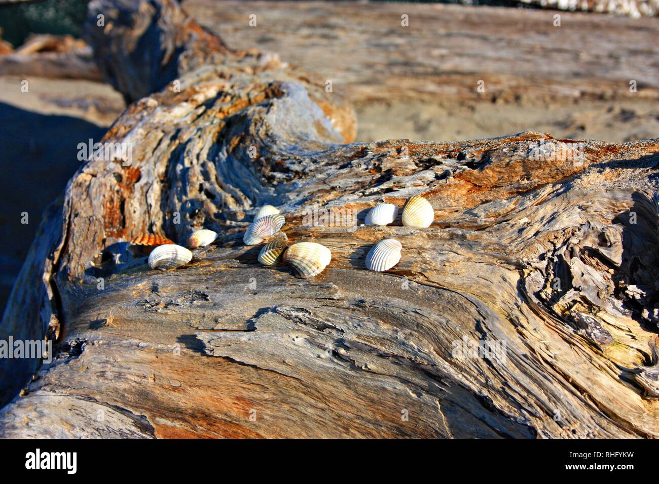 pieces of wood logs at the beach at the sea Stock Photo - Alamy