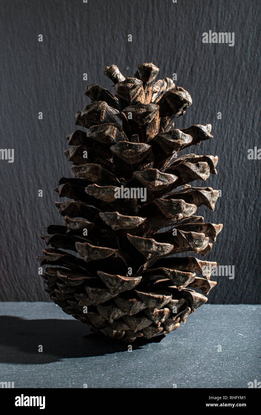 Big pine cone on dark stone background. Hard natural light. One fir ...