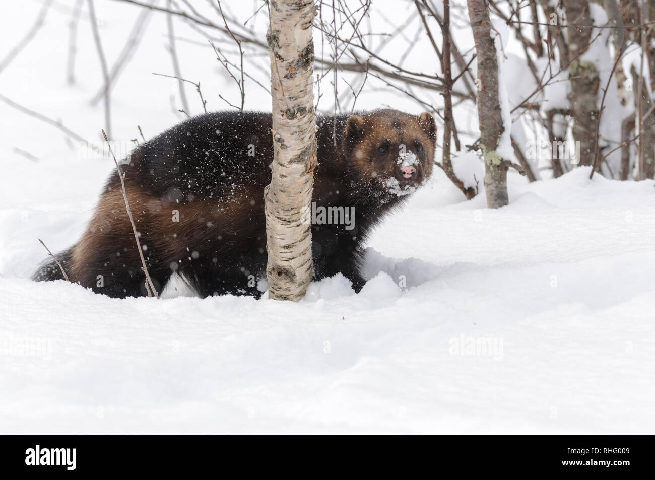 Wolverine in snow in Polar Zoo in northern Norway Stock Photo - Alamy