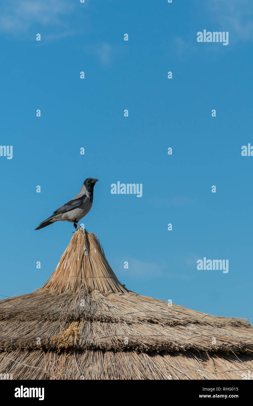 Red brick thatched historic hi-res stock photography and images - Alamy