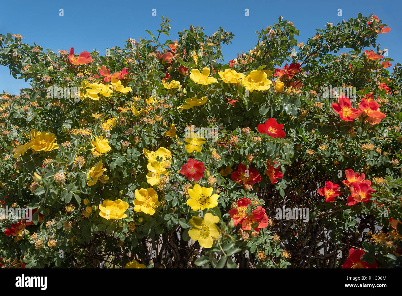 Flowers, Dog rose, simple five petal roses. Rosa Corymbifera, with ...