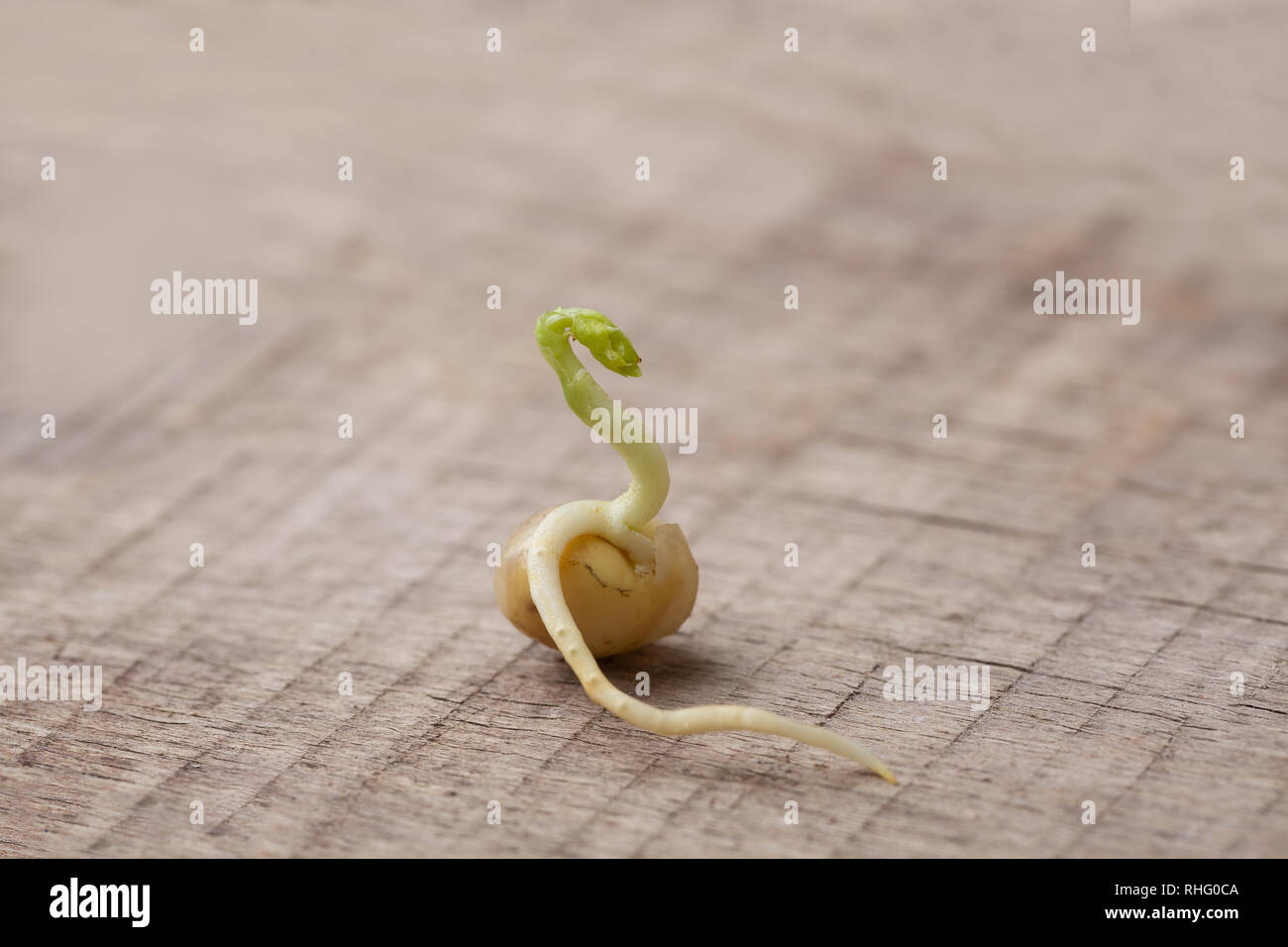 Sprouted mung beans. Sprout, root, stem, leaf. New life. Macro Stock ...