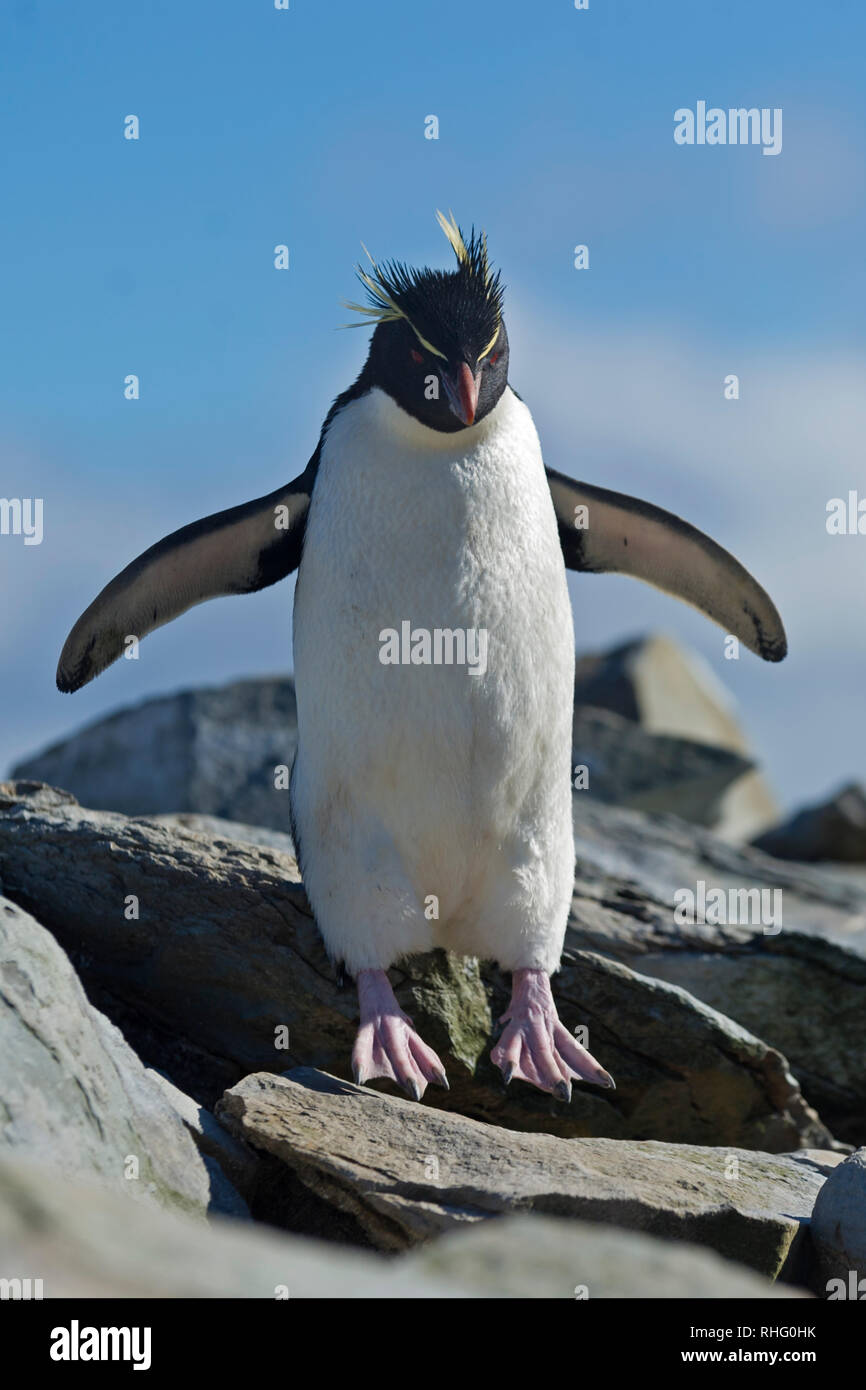 Rockhopper penguin jumping hi-res stock photography and images - Alamy
