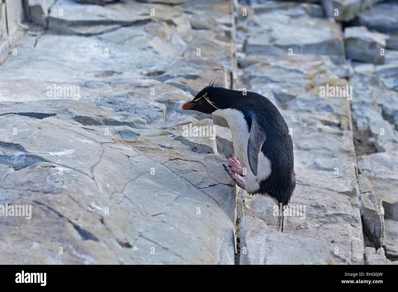 rockhopper penguin eudyptes chrysocome jumping across rocks sealion ...