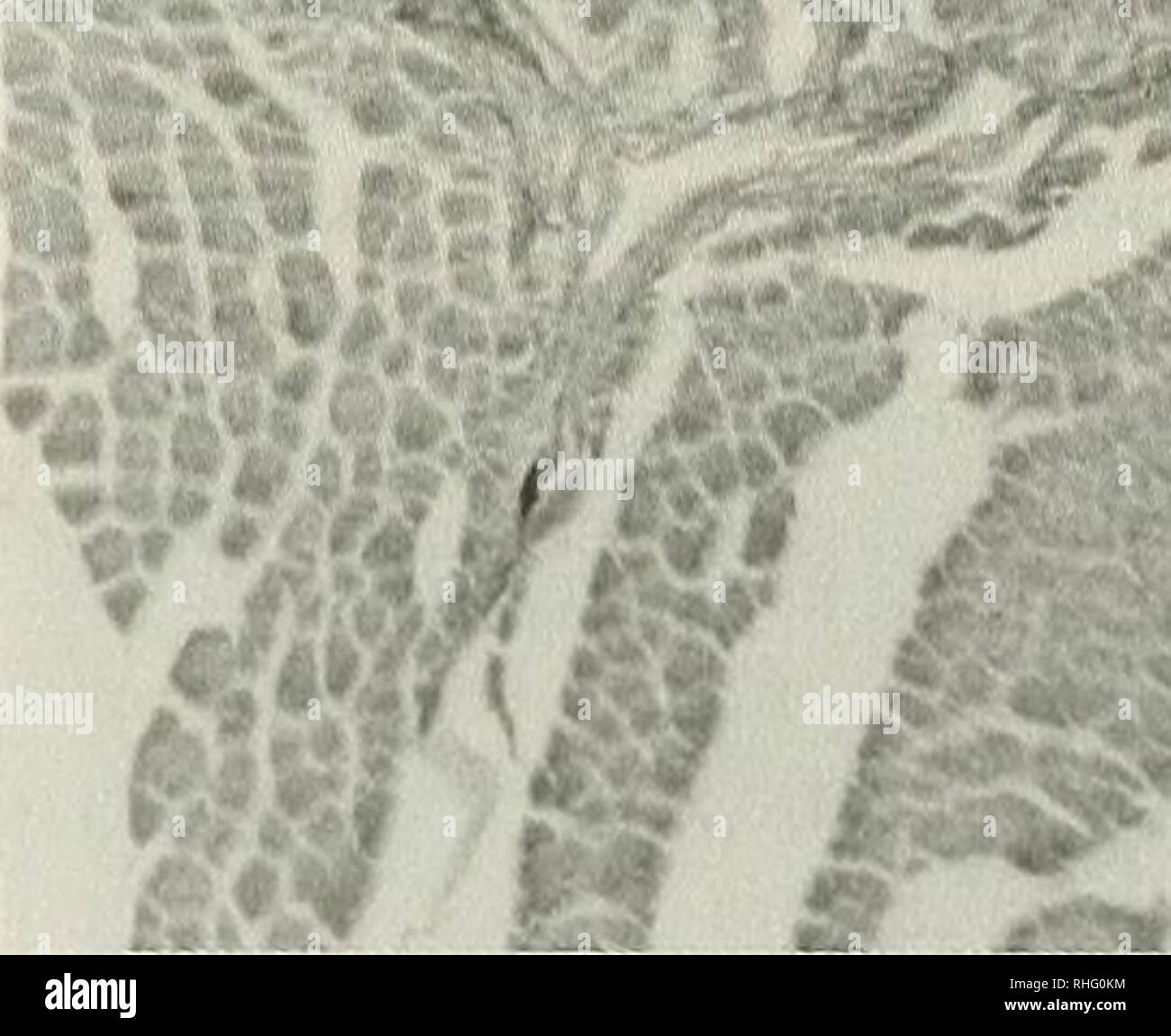 Estrella aa hi-res stock photography and images - Alamy