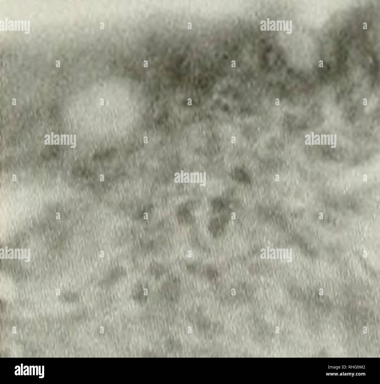 . Boletin de la Sociedad de BiologÃ-a de ConcepciÃ³n. Sociedad de ...