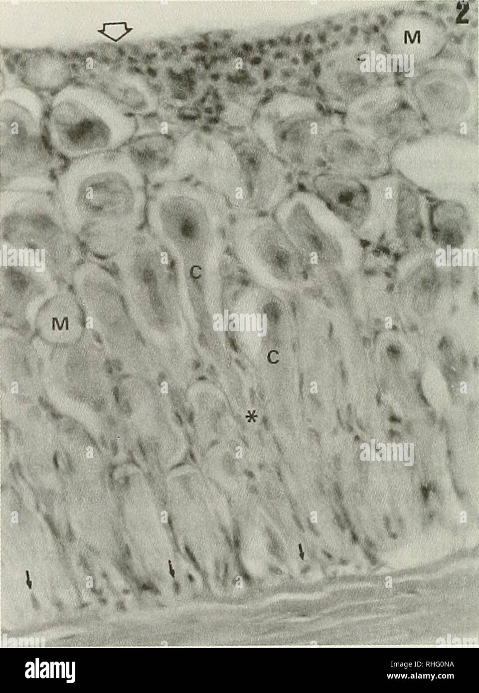 Membrana de piel hi-res stock photography and images - Alamy