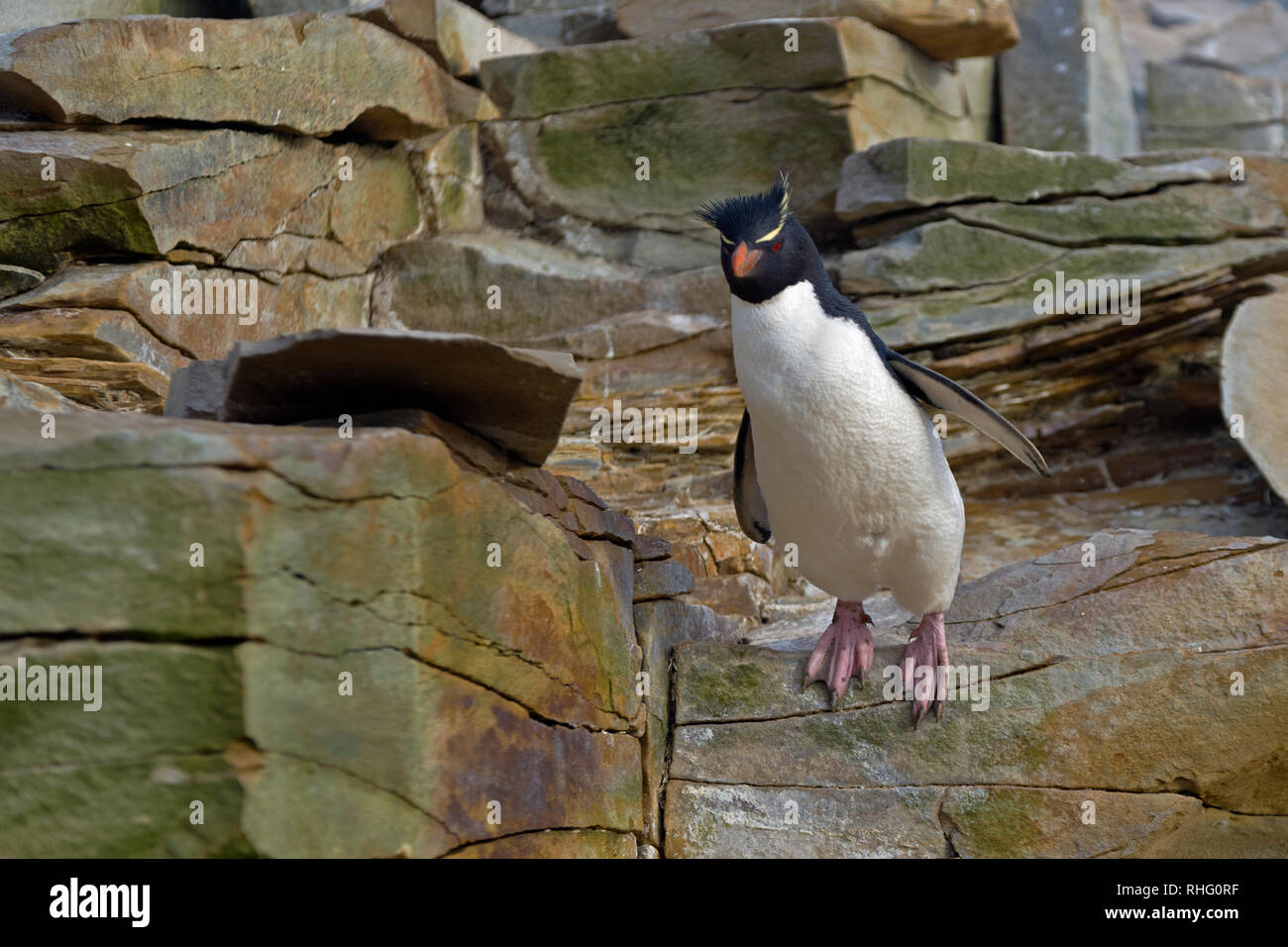rockhopper penguin eudyptes chrysocome jumping across rocks sealion ...