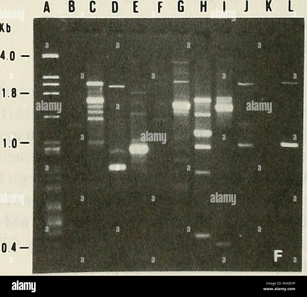 Polimerasa del adn hi-res stock photography and images - Alamy