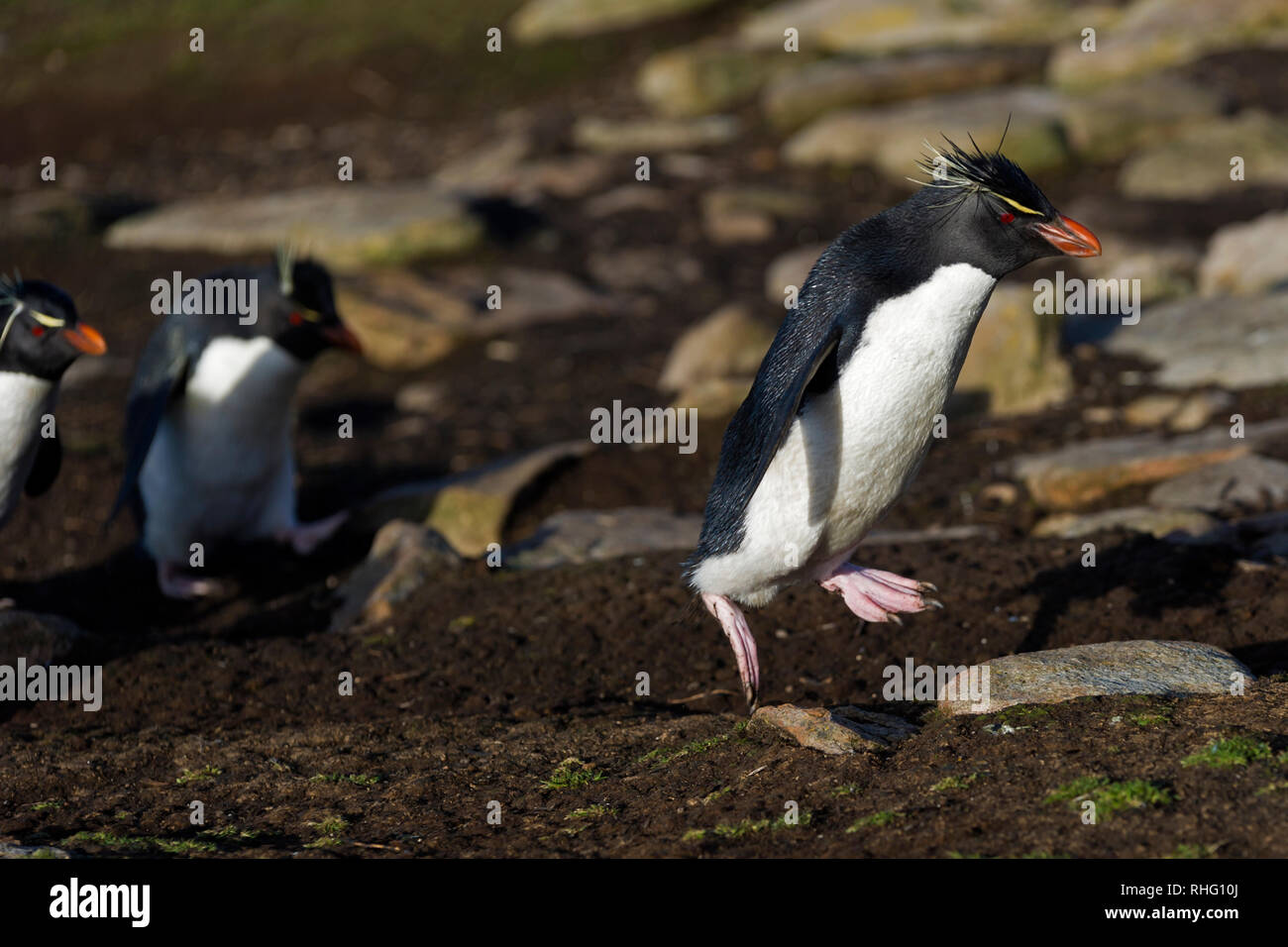 Rockhopper penguin jumping hi-res stock photography and images - Alamy
