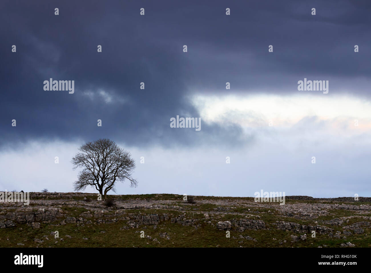 Lone tree malham yorkshire dales hi-res stock photography and images ...