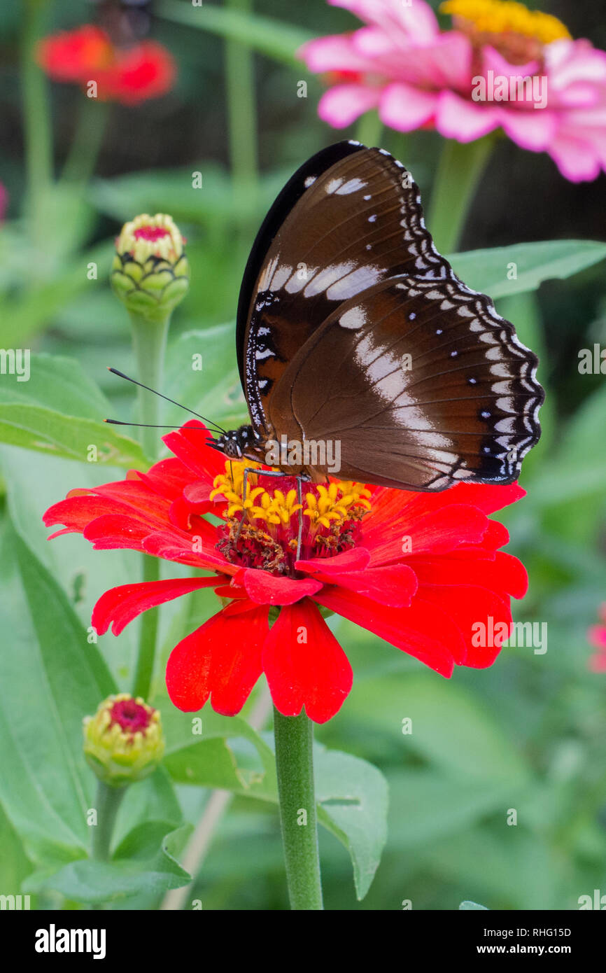 Butterflies in the flower garden Stock Photo - Alamy