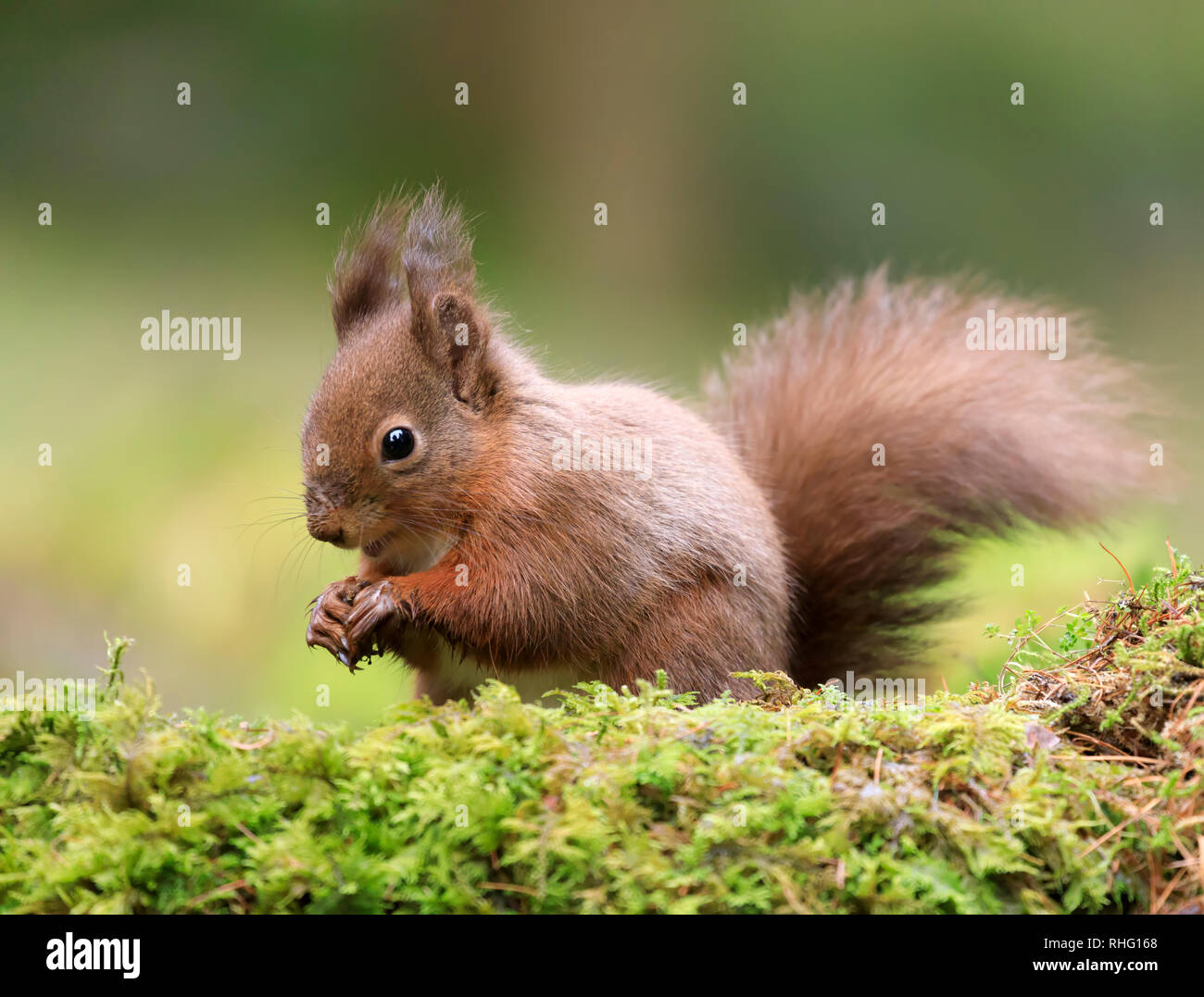 Sciurus vulgaris foraging hi-res stock photography and images - Alamy