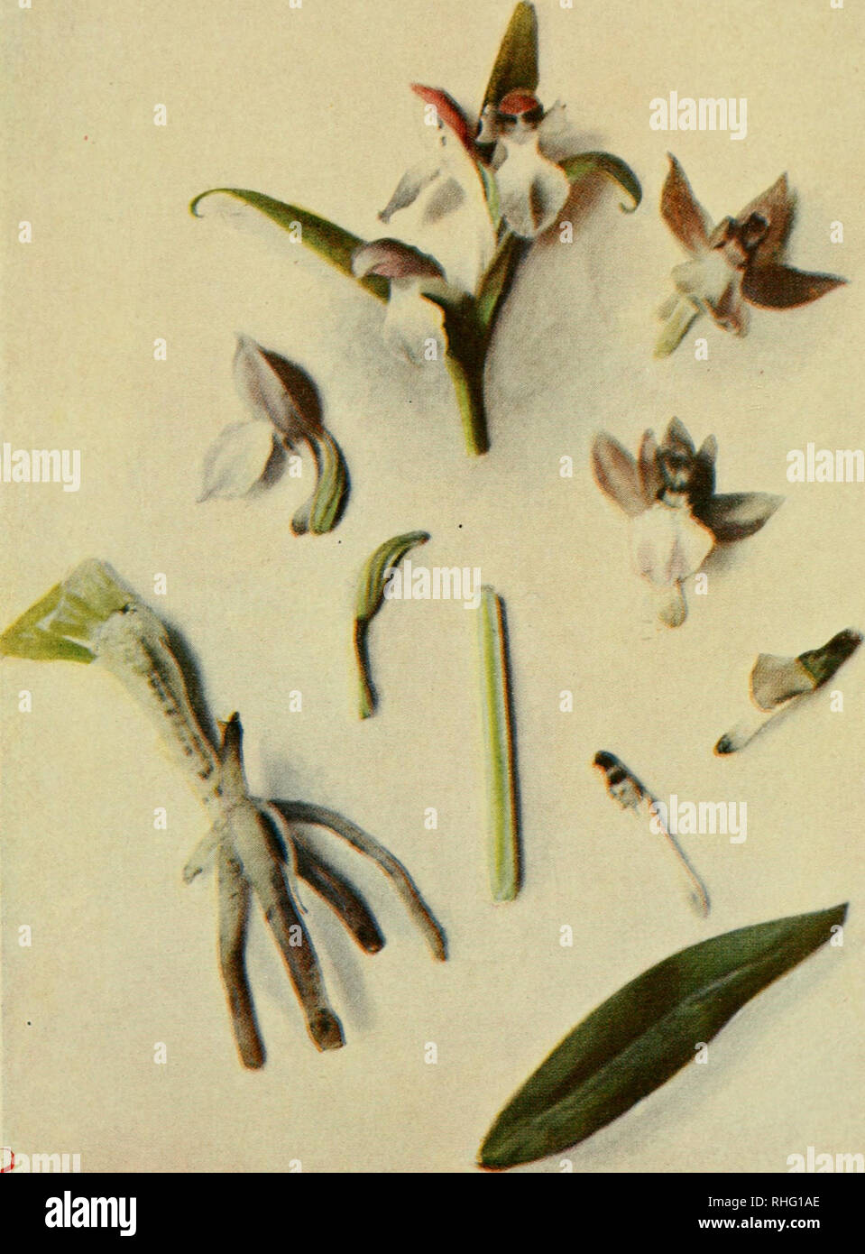 Orchis spectabilis flowers hi-res stock photography and images - Alamy