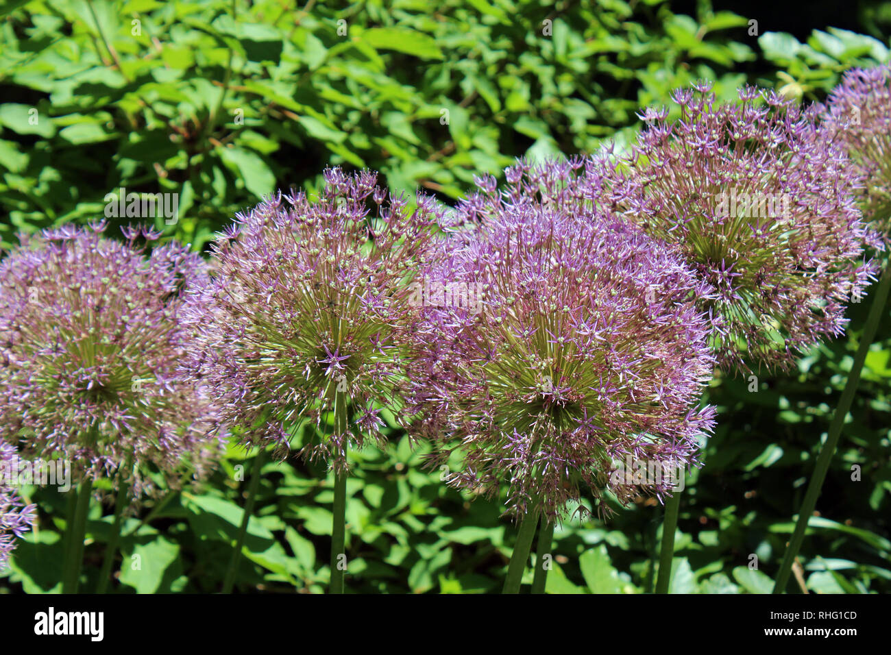 Cantigny park hi-res stock photography and images - Alamy