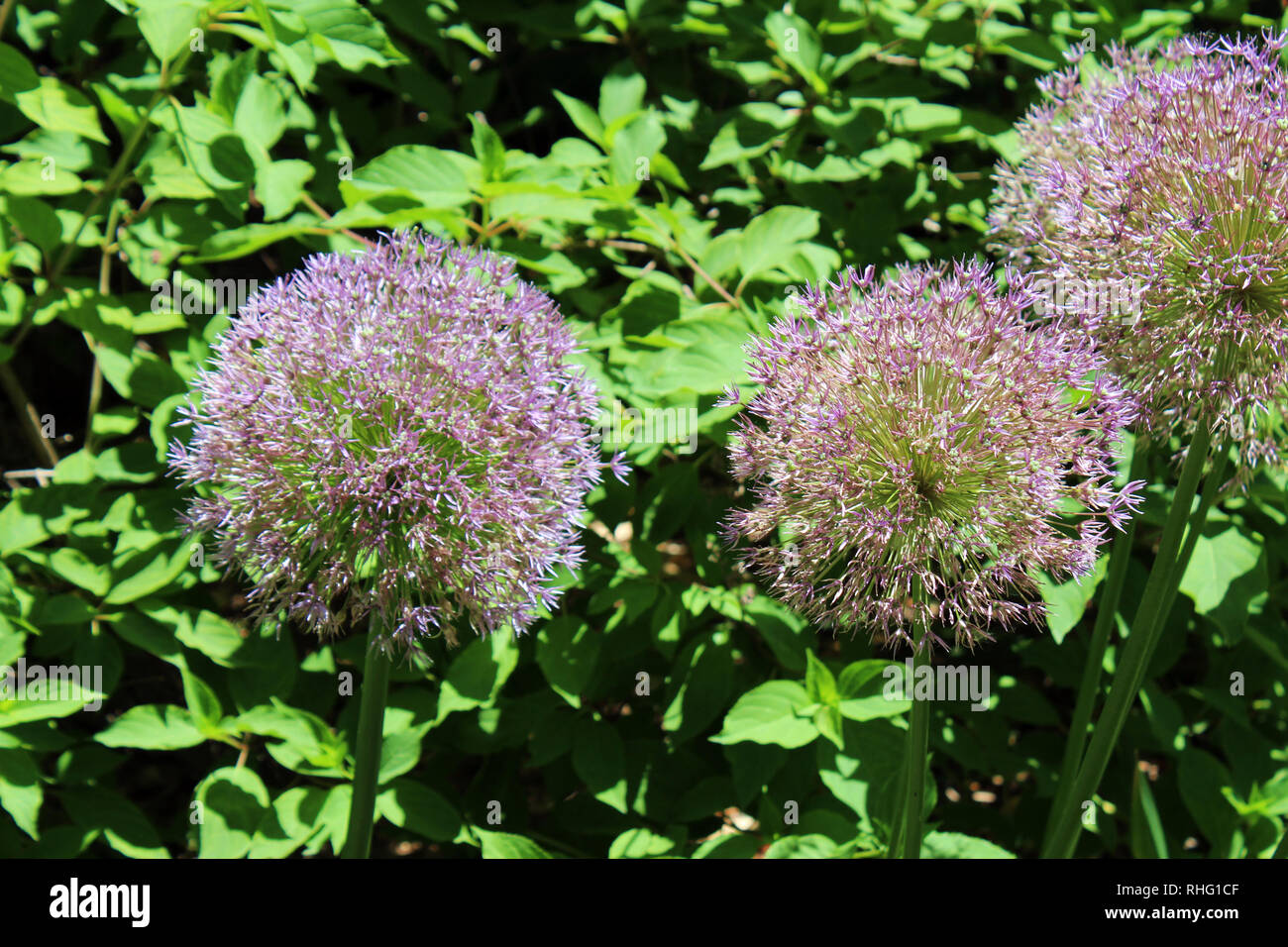 Cantigny park hi-res stock photography and images - Alamy