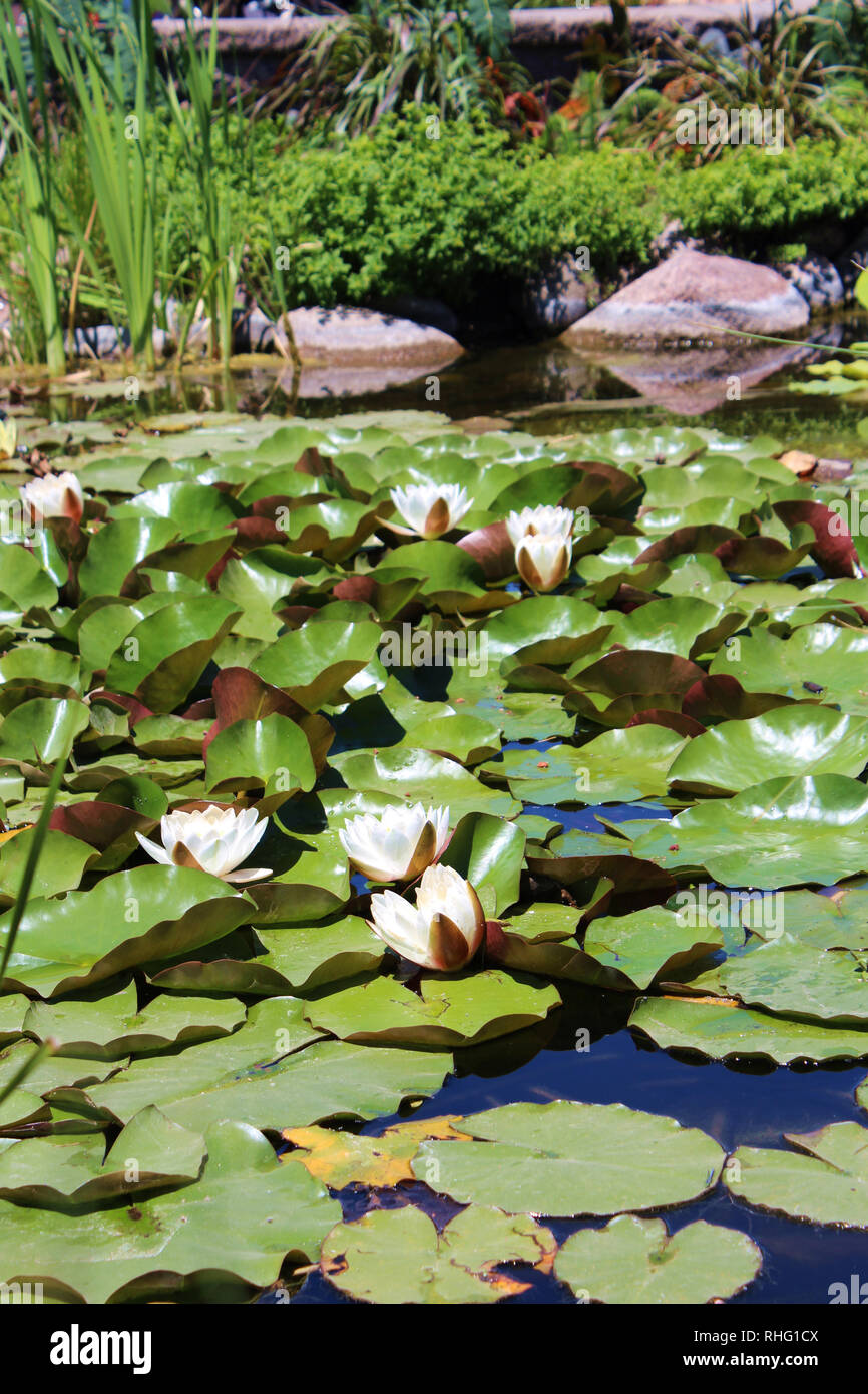Cantigny park hi-res stock photography and images - Alamy