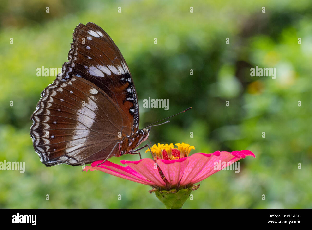Butterflies in the flower garden Stock Photo - Alamy